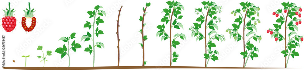 Two year life cycle of raspberry isolated on white background. Growth ...