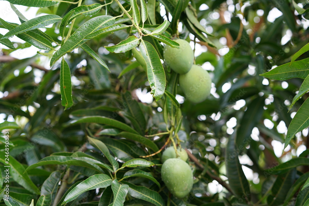 Indian mango tree growing in the Philippines Stock Photo | Adobe Stock