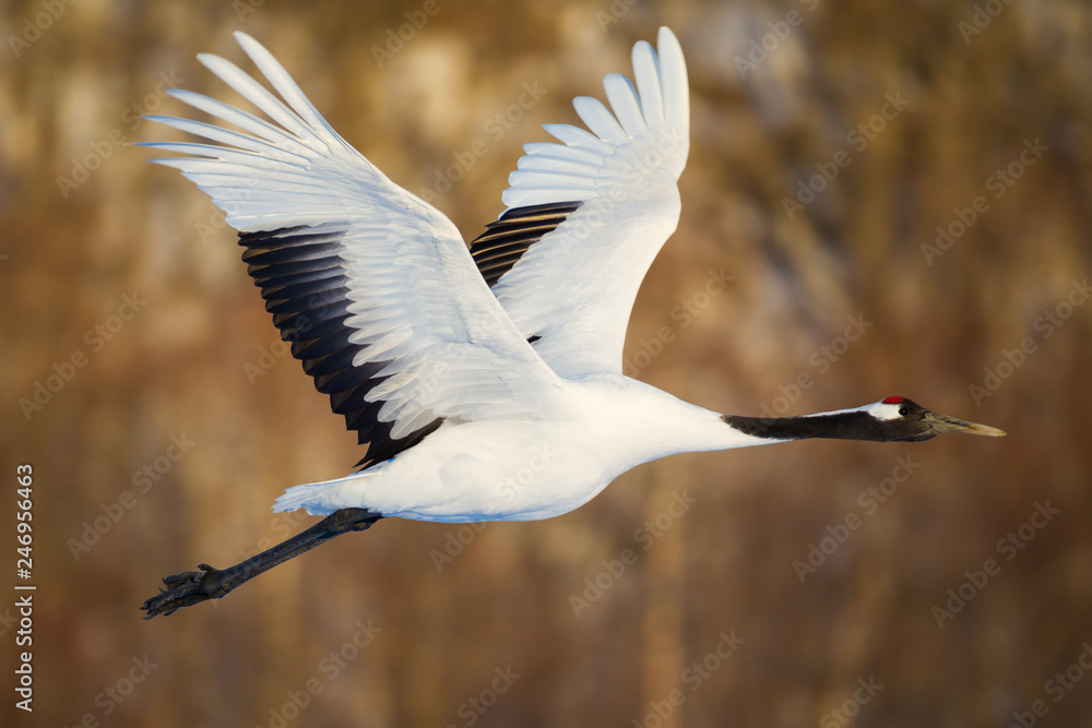 Red-crowned crane bird dancing on snow and flying in Kushiro, Hokkaido ...