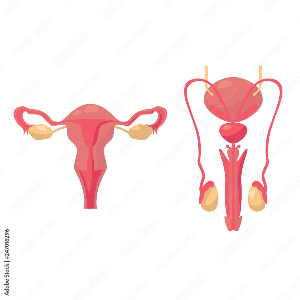 Male reproductive system vector drawing. Woman reproductive system ...