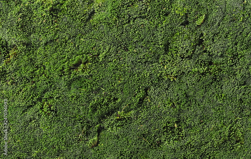 green moss for background texture, top view Stock Photo | Adobe Stock