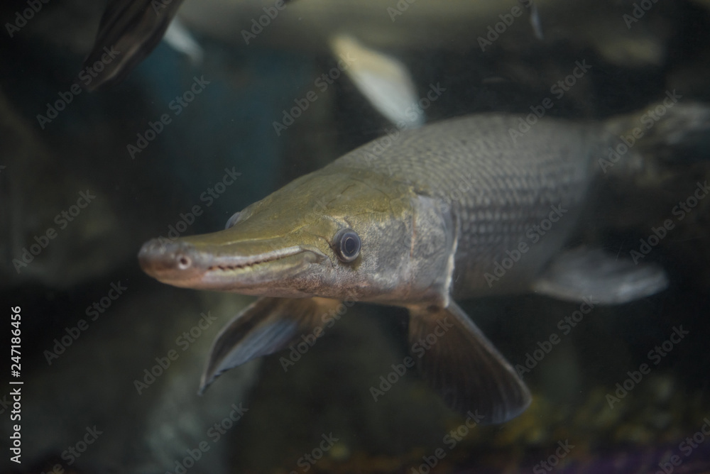lligator gar/ Alligator Fish (Atractosteus spatula) Stock Photo | Adobe ...