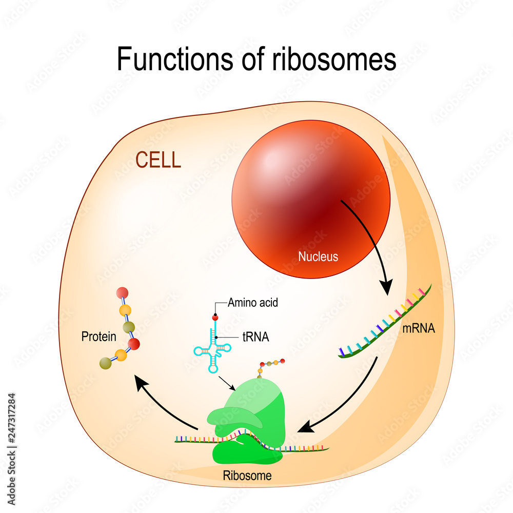 Stock-Vektorgrafik „function of ribosomes.“ | Adobe Stock