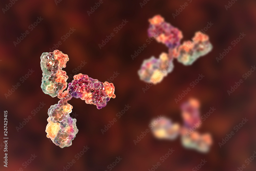 Molecular model of antibody taking part in immune defense. Molecule of ...