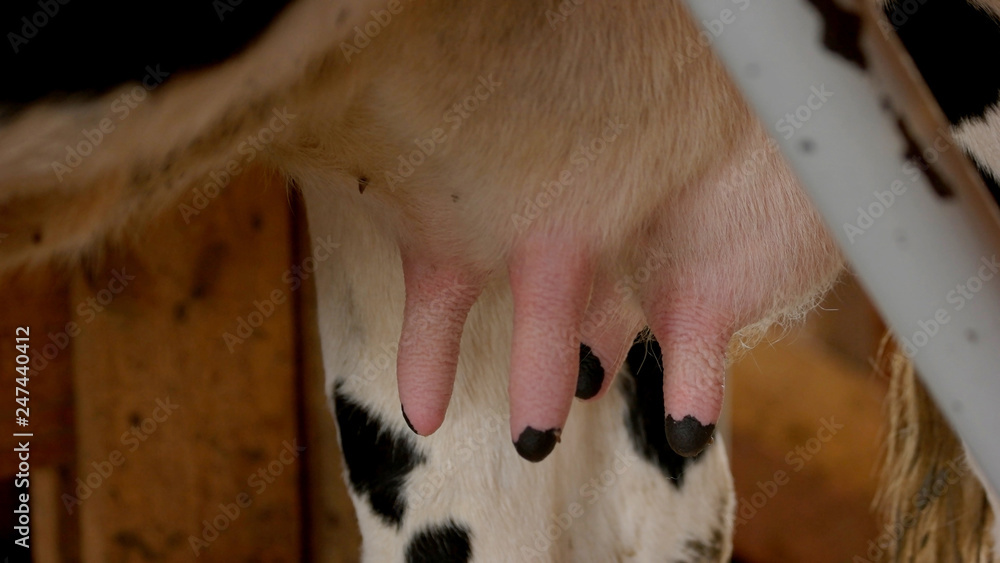 Udder of young cow close up. Close up view of holstein dairy cows udder ...