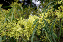 Karee Tree And Undergrowth Free Stock Photo - Public Domain Pictures