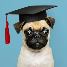 Congratulations Graduation Dog Free Stock Photo - Public Domain Pictures