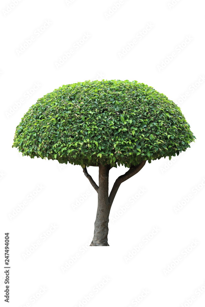 Umbrella shape trim topiary tree isolated on white background for ...