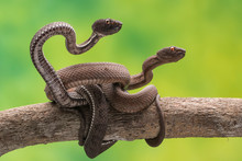 Snakes Dating Free Stock Photo - Public Domain Pictures