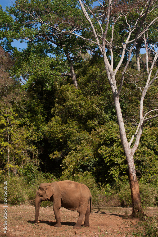An Asian female elephant standing under a tall tree in a sanctuary in ...