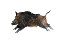 Jumping Boar Free Stock Photo - Public Domain Pictures
