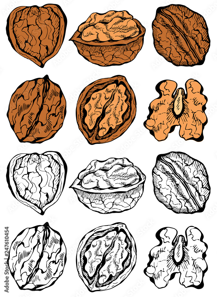 Vector illustration of ink sketch hand drawn colorful walnut plant set ...