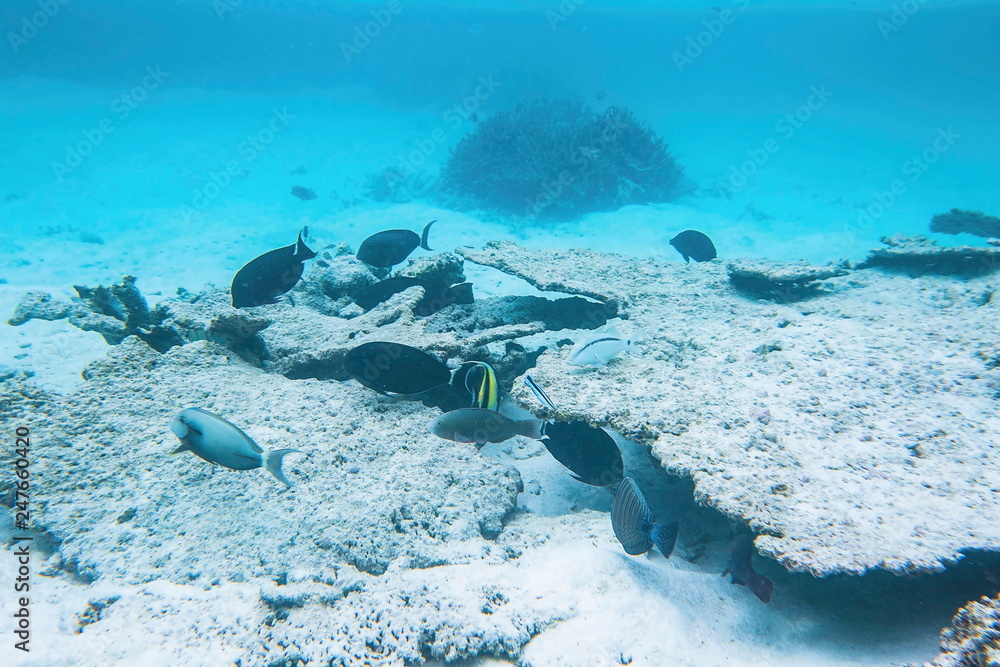 Underwater view of dead coral reefs and beautiful fishes. Snorkeling ...