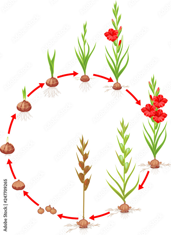 Life cycle of gladiolus plant. Stages of growth from planting corm to ...
