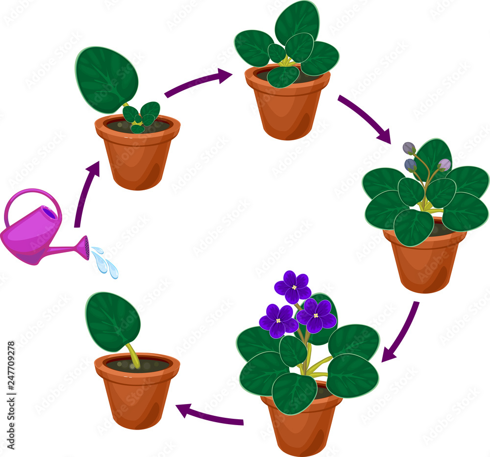 Stages of vegetative reproduction of African violets (Saintpaulia ...