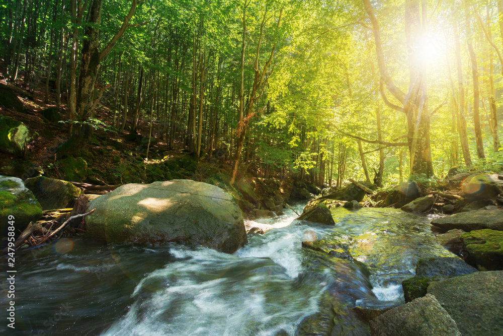 forest stream among the rocks. beautiful summer scenery on a sunny day ...
