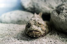 Stone Fish Free Stock Photo - Public Domain Pictures