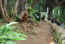 Maui Hawaii Rooster Free Stock Photo - Public Domain Pictures