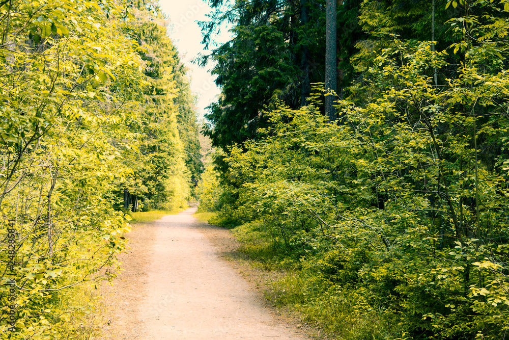 UNESCO World Heritage list - Old ancient larch forest near Saint ...