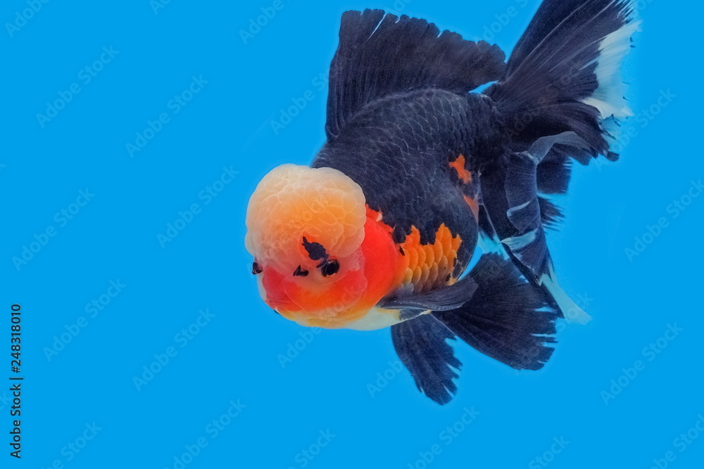 Beautiful Orange-Black Color of Oranda Goldfish (Carassius auratus) in ...