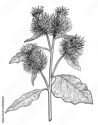 Greater burdock illustration, drawing, engraving, ink, line art, vector ...