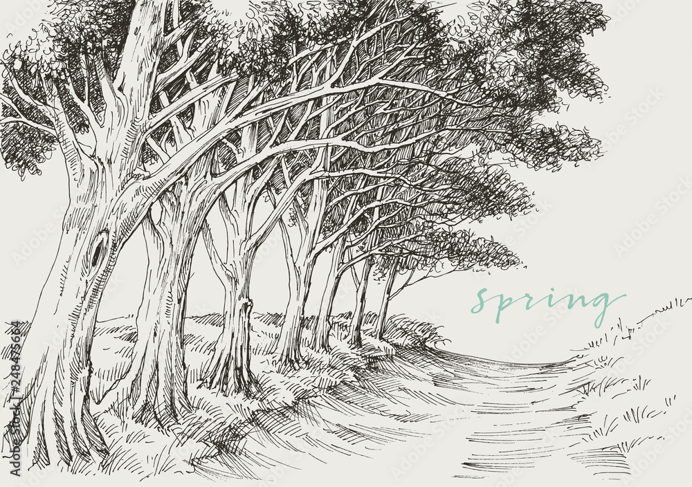 Artistic landscape, an alley in the park under the trees hand drawing ...