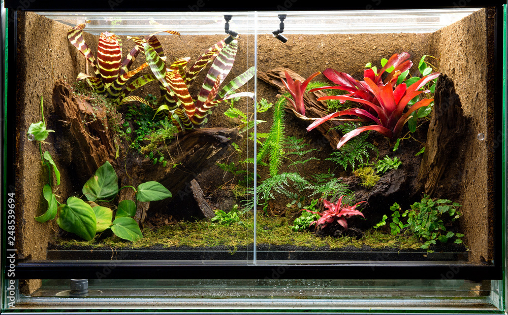 Fotografie tropical rain forest terrarium. Pet tank vivarium for exotic ...
