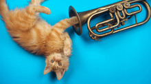 Cats And Trumpets Free Stock Photo - Public Domain Pictures