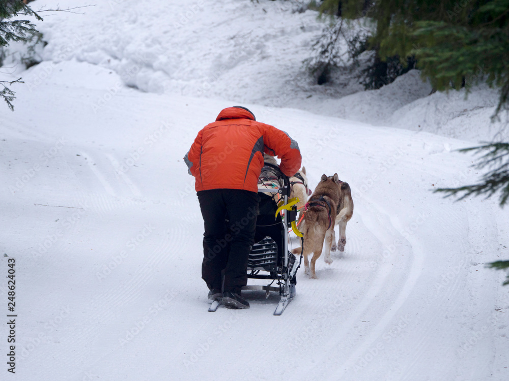 Haski syberyjski w psim zaprzęgu Stock Photo | Adobe Stock