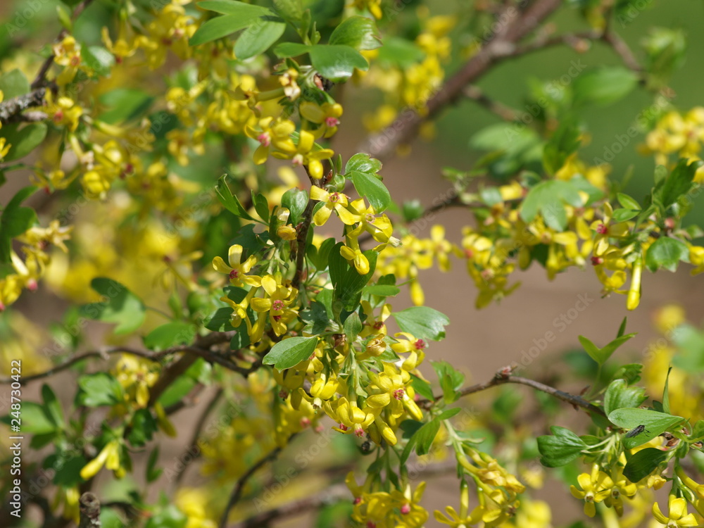 Стоковое фото «Ribes odoratum - Groseillier ou groseiller à fleurs doré ...