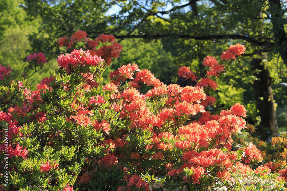 Time of azaleas bloom in the botanical garden. Stock Photo | Adobe Stock