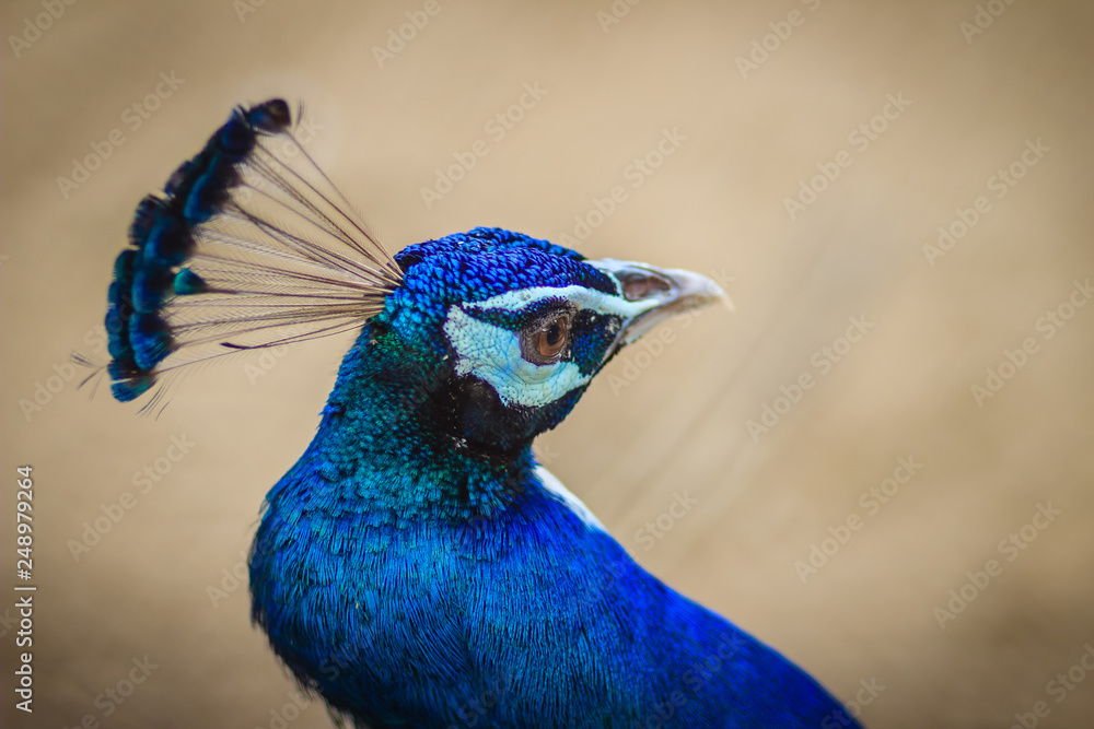 Young peacock male with blue plumage in peacock breeding farm ...