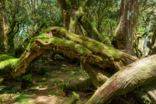 Moss Covered Log In Woods Free Stock Photo - Public Domain Pictures