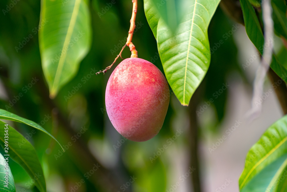 Foto Tropical mango tree with big ripe mango fruits growing in orchard ...