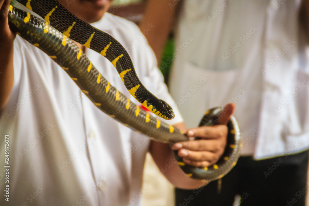 A man is using bare hand to catch the Boiga dendrophila snake, commonly ...