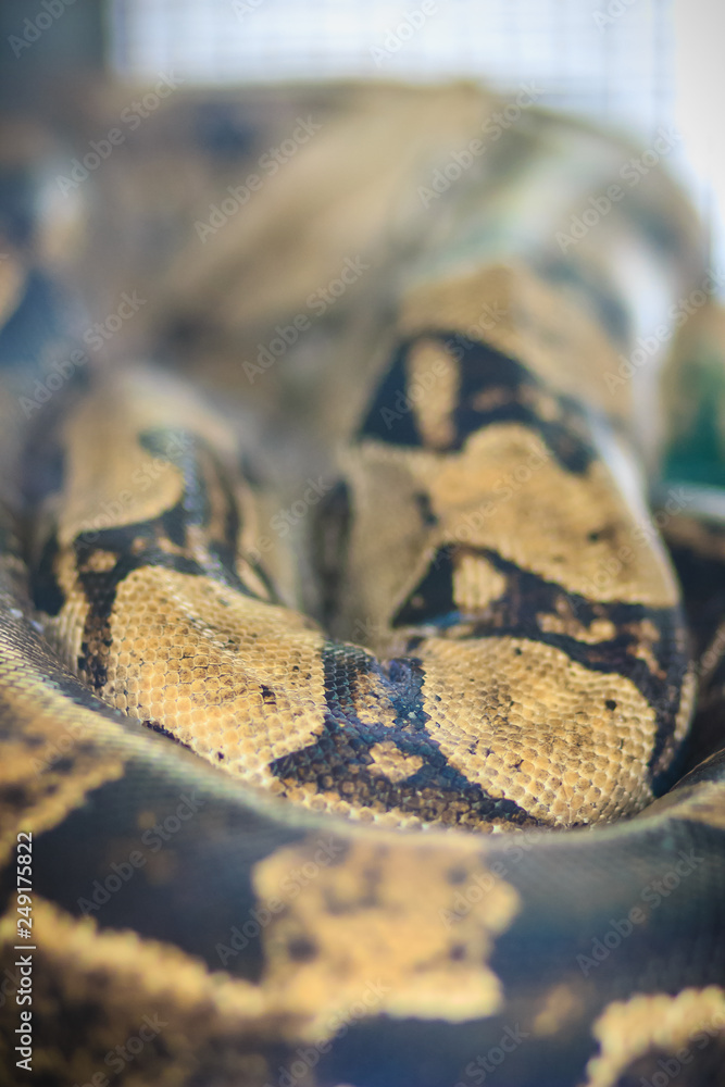 The boa constrictor, also called the red-tailed boa or the common boa ...