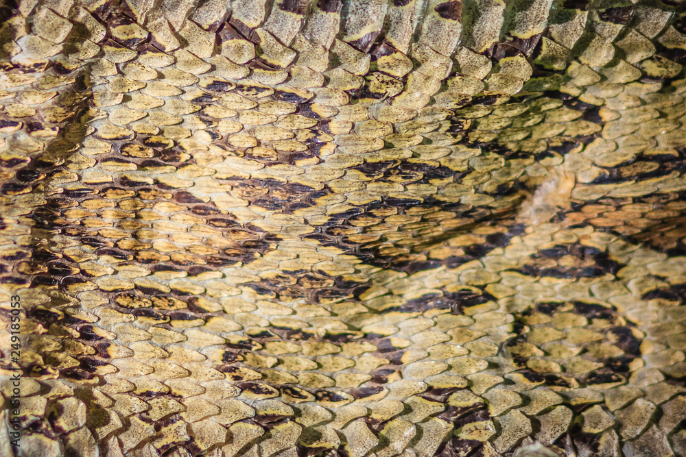 Dried snake skin of Siamese russell's viper (Daboia siamensis) for background. Daboia siamensis ...