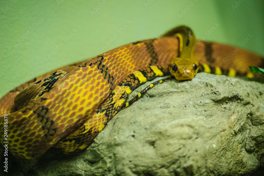 Dog-toothed cat-eye (Boiga cynodon) in the snake farm. Boiga cynodon ...
