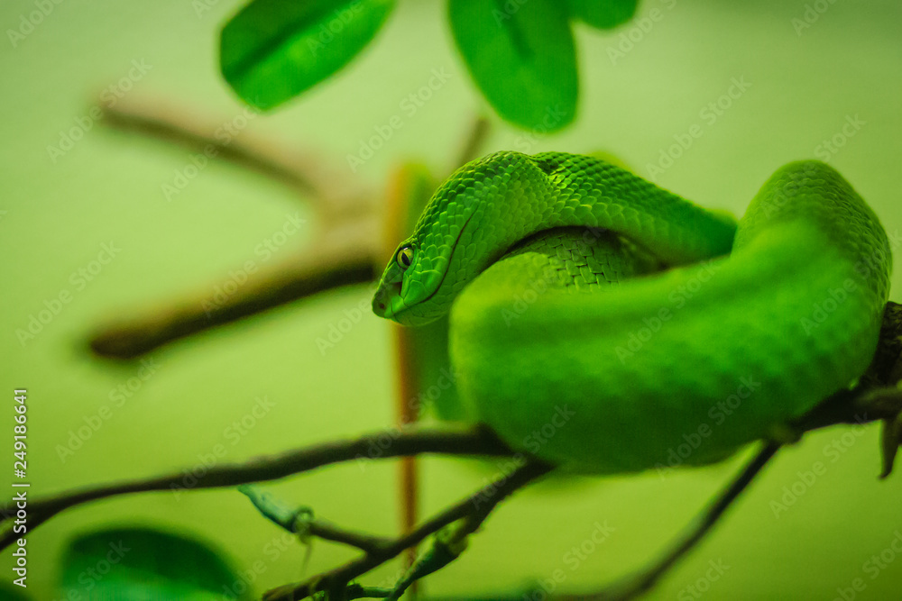 Foto Trimeresurus trigonocephalus, the Sri Lankan pit viper, Ceylon pit ...