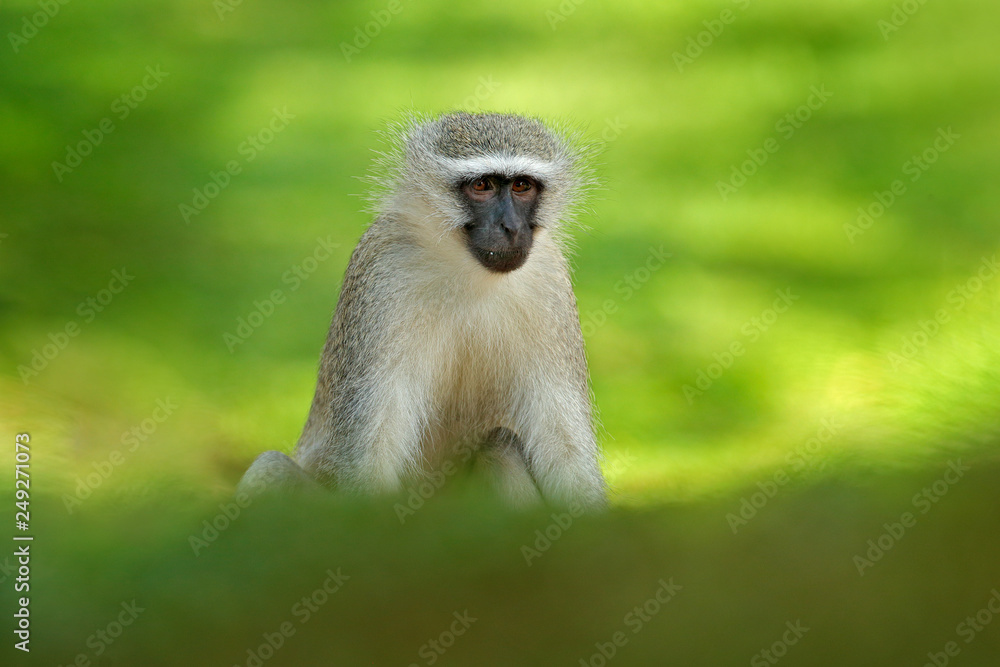 Vervet monkey, Chlorocebus pygerythrus, portrait of grey and black face ...