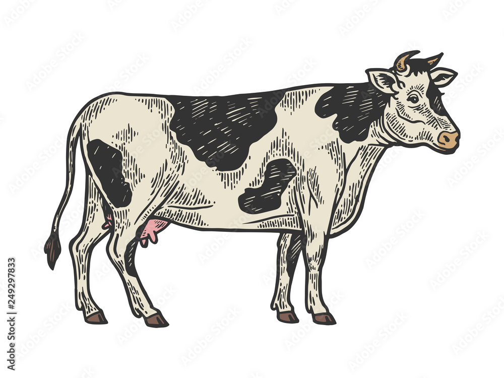 Cow rural farm animal color sketch engraving vector illustration ...