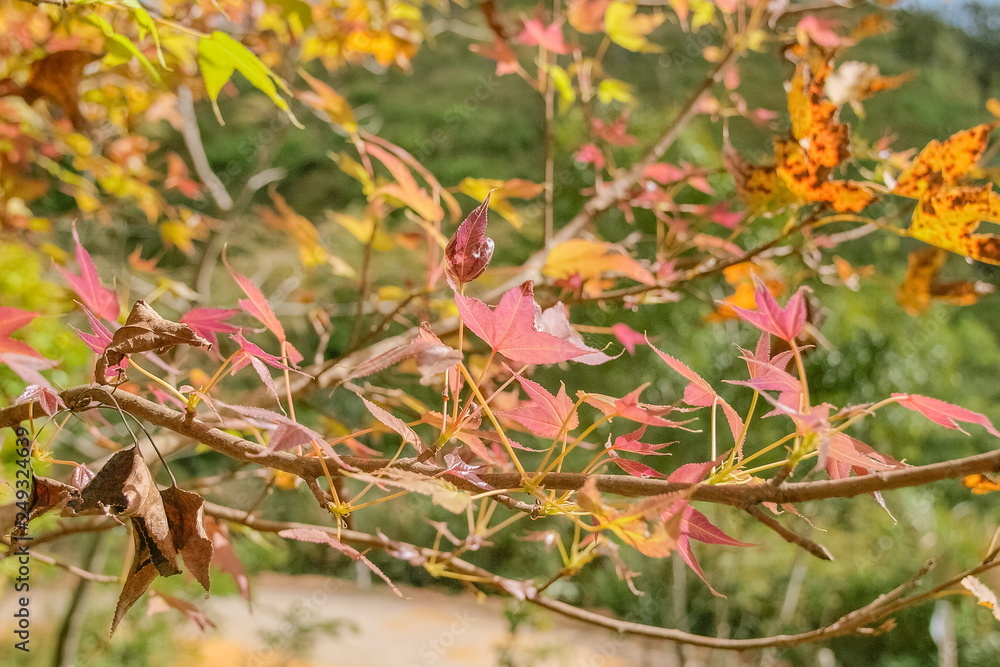Beautiful Maple' leaves with colorful red, orange, yellow and green ...