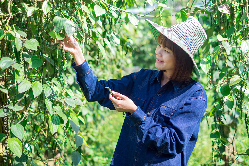 Happy young asia woman farmer harvest Piper nigrum pepper in farm Stock ...