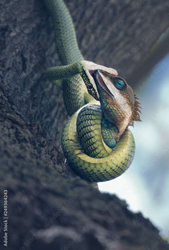 Flying Snake Eating Paradise Tree Snake (Chrysopelea Paradisi)