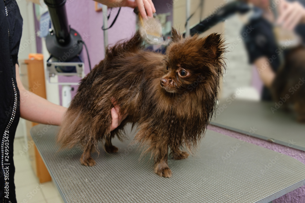 Stock-Foto „Master grooming dog drying with a hair dryer the dog breed ...