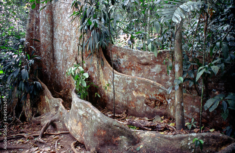 Giant tree Gyranthera caribensis in the rainforest Venezuela Stock ...