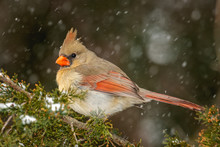 Female Cardinal In Snow Close-up Free Stock Photo - Public Domain Pictures
