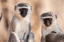 Baby Vervet Monkey On A Branch Free Stock Photo - Public Domain Pictures