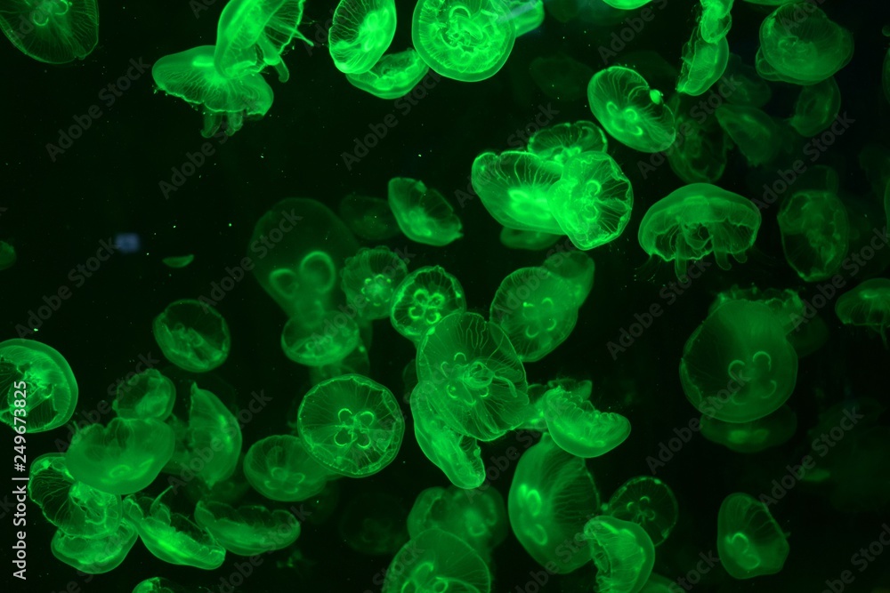 Стокове фото Jellyfish oanimal,animr jellies are softbodied, free ...