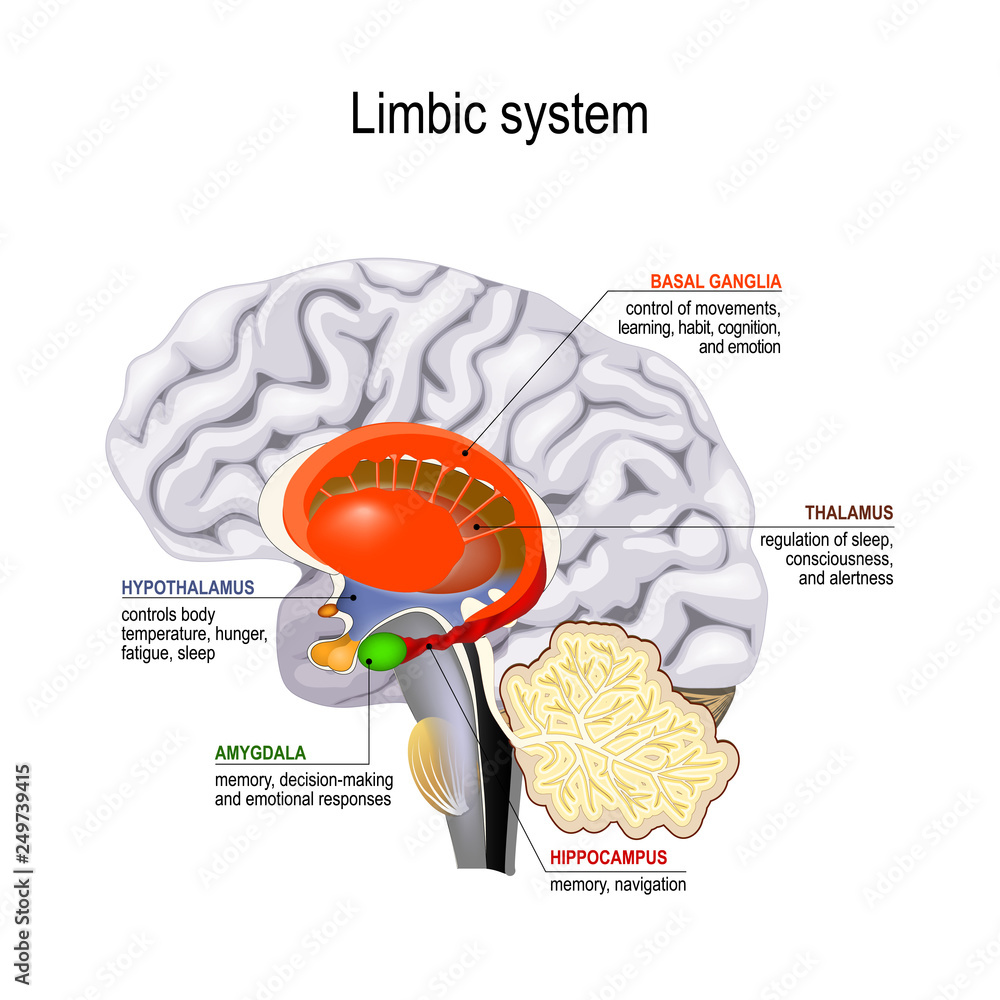limbic system. Cross section of the human brain Stock Vector | Adobe Stock